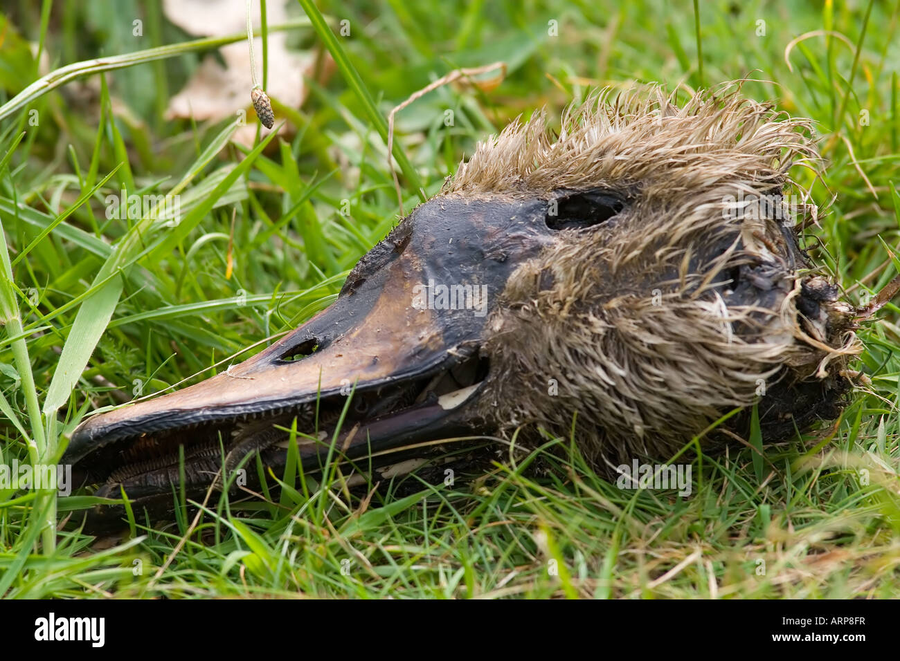 Swan dead swan white hi-res stock photography and images - Alamy