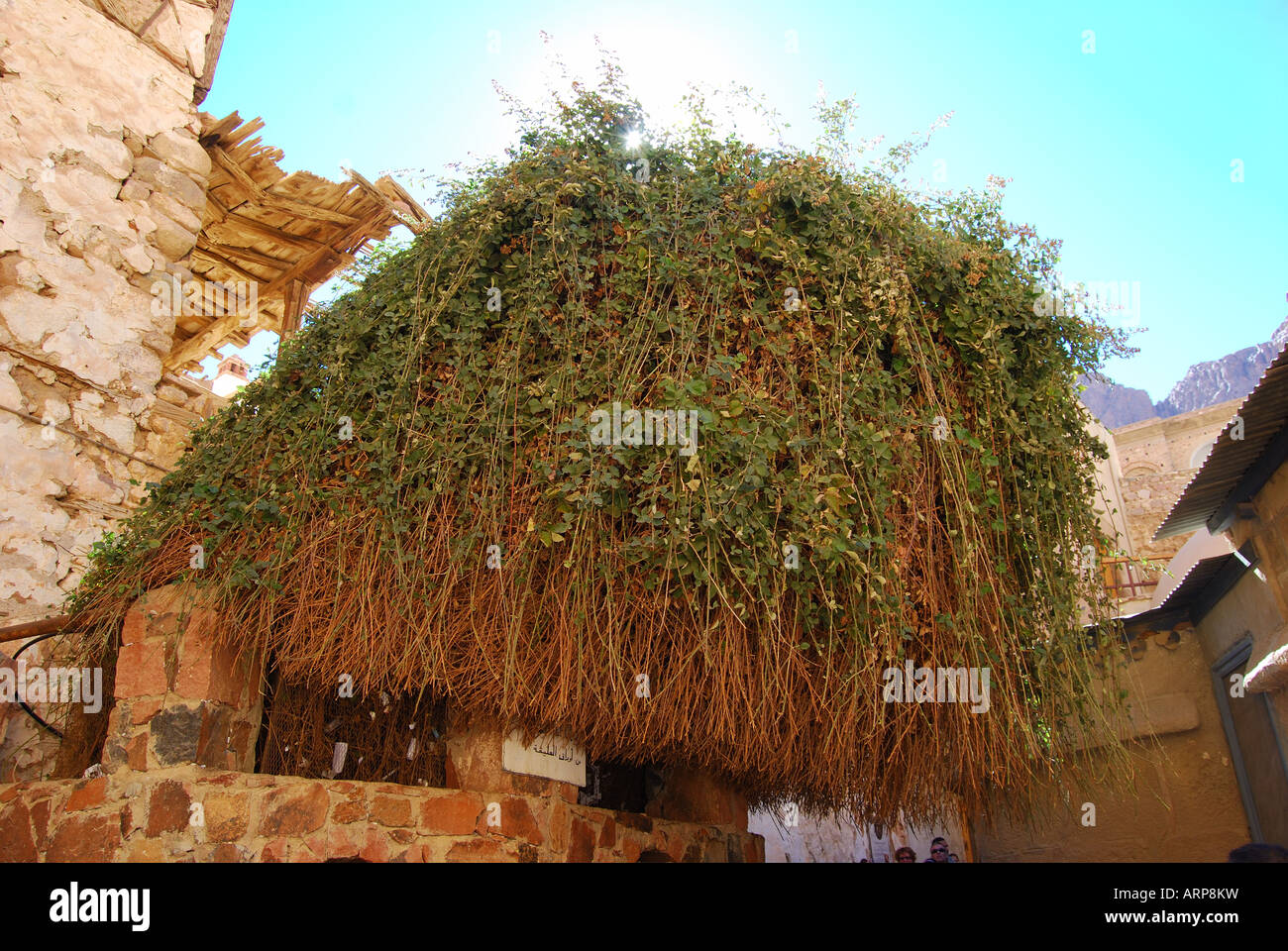Burning Bush Sinai Stock Photos & Burning Bush Sinai Stock Images - Alamy
