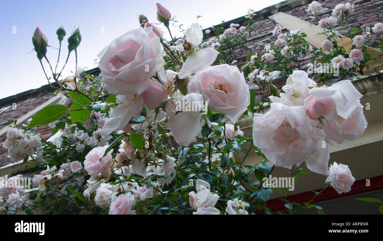 pink climbing rose Stock Photo - Alamy