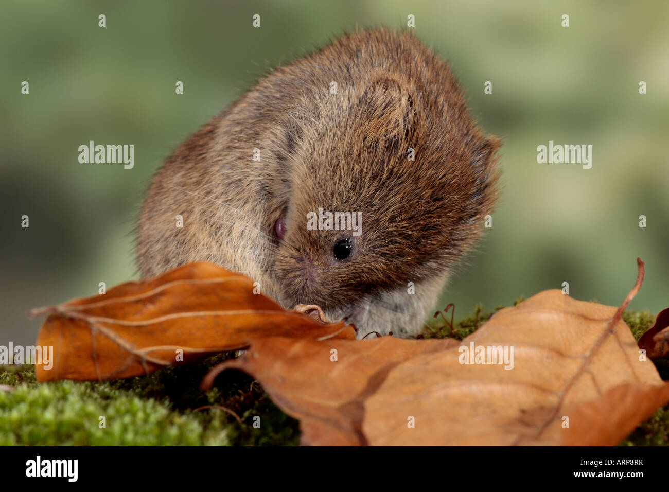 Short tailed vole Microtus agrestis close up Potton Bedfordshire Stock ...