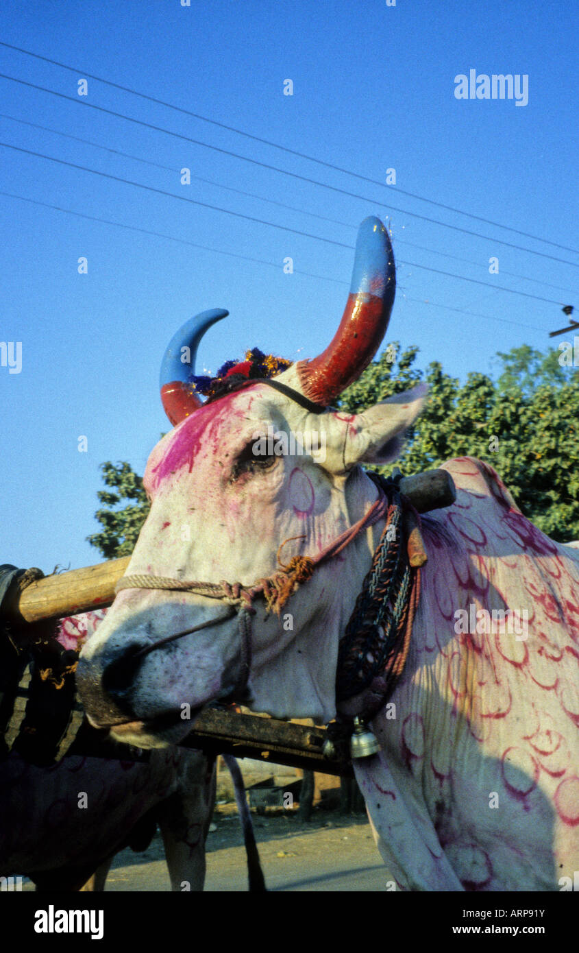 Decorated cow festival india hi-res stock photography and images - Alamy