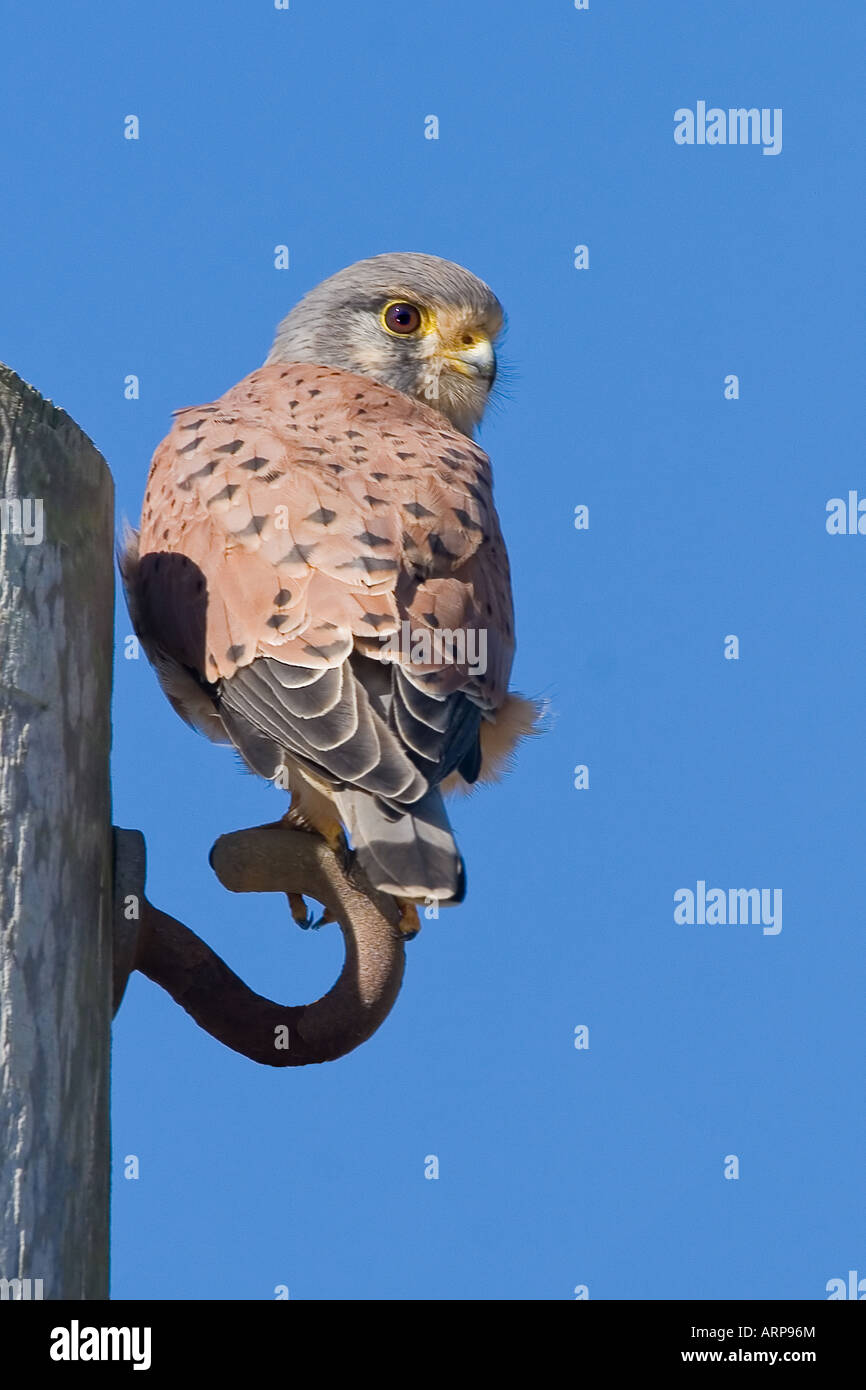 Kestrel pic hi-res stock photography and images - Alamy