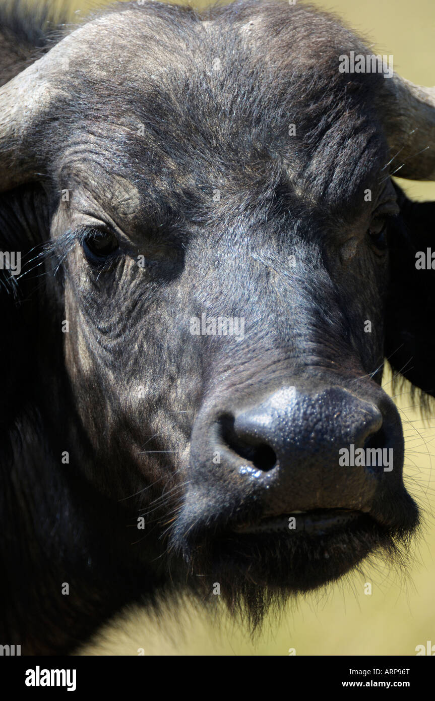 Close up big african buffalo hi-res stock photography and images - Alamy