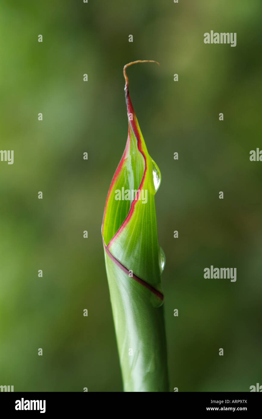 Musa Species High Resolution Stock Photography and Images - Alamy