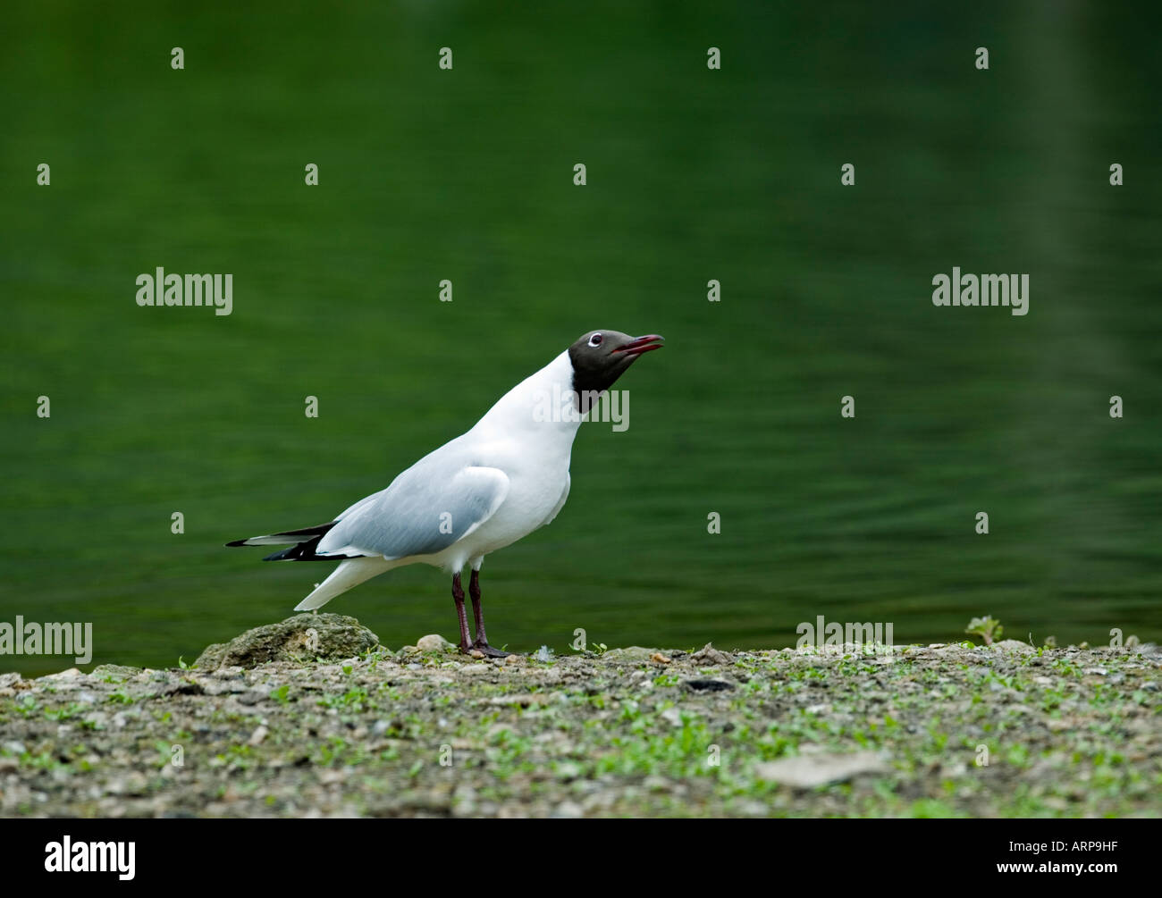 Black head gull with summer plumage hi-res stock photography and images ...