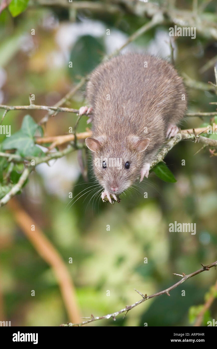 brown rat, Rattus norvegicus Stock Photo - Alamy