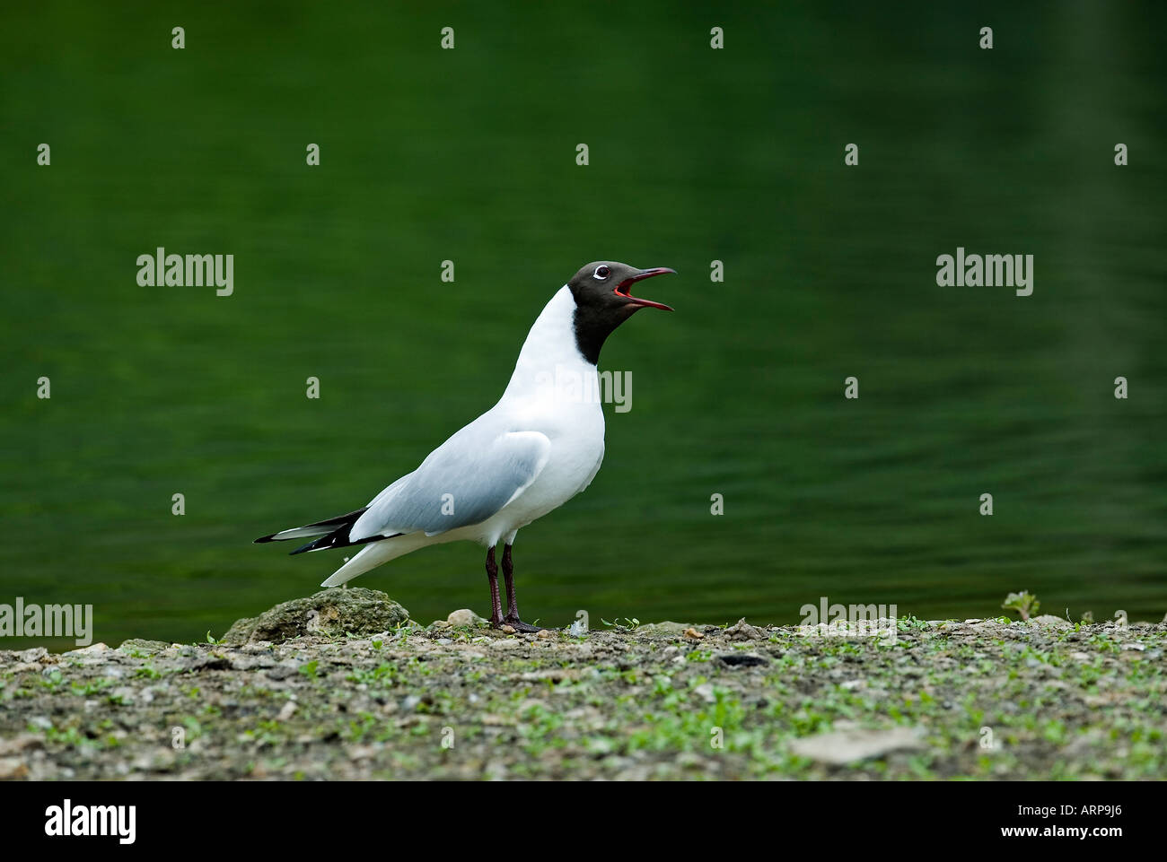 Black head gull with summer plumage hi-res stock photography and images ...