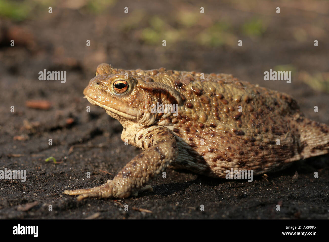Common Toad Bufo bufo Stock Photo - Alamy