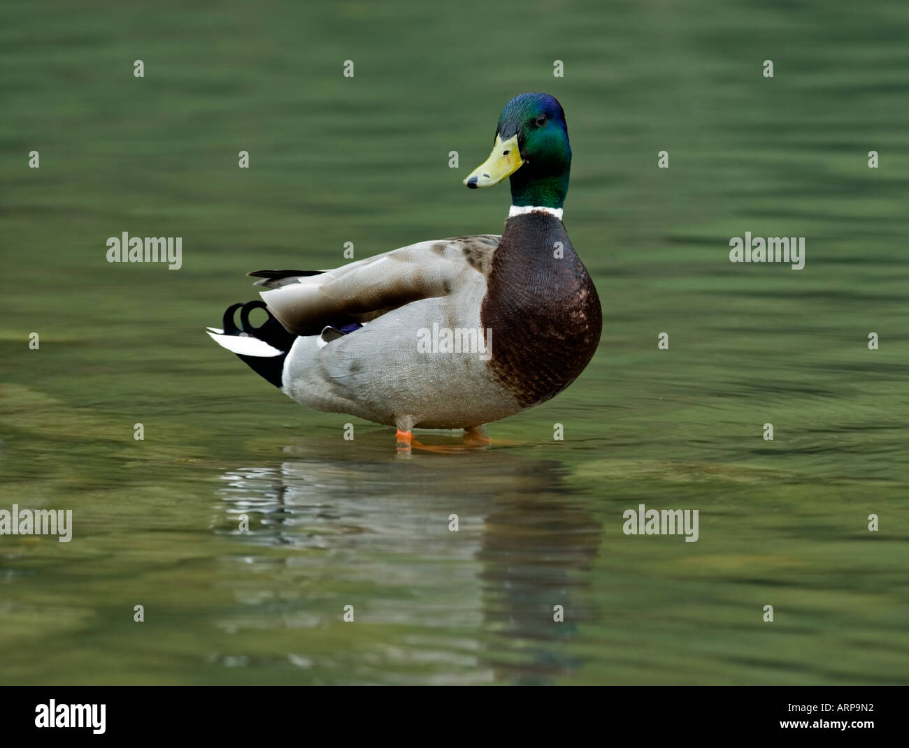 Mallard Duck (Anas platyrhynchos) - male Stock Photo - Alamy