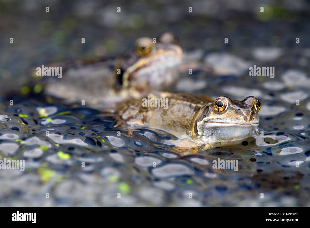 common frogs Rana temporaria amongst frog spawn Stock Photo - Alamy