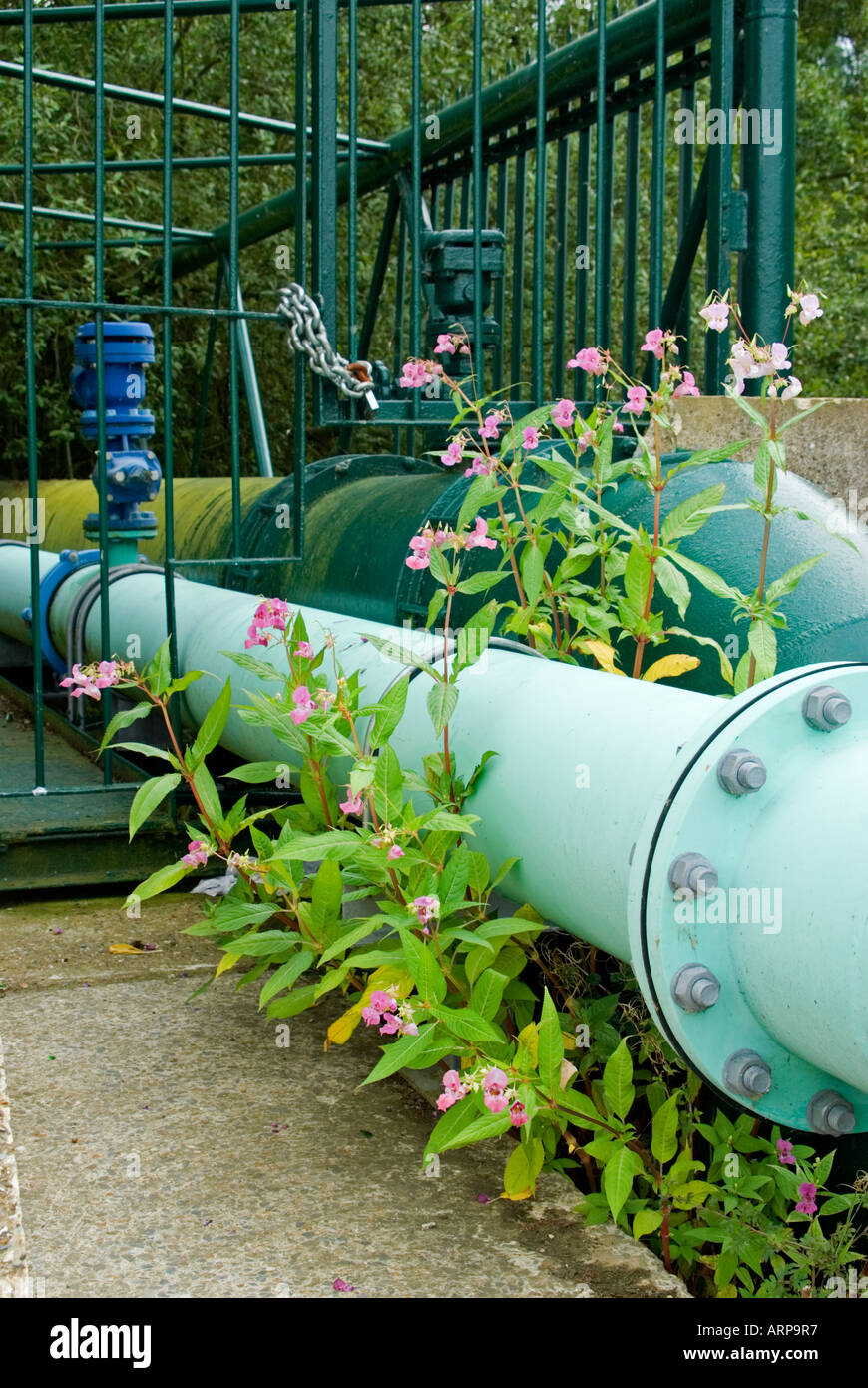 Himalayan Balsam (Impatiens glandulifera) River Mole Surrey England ...