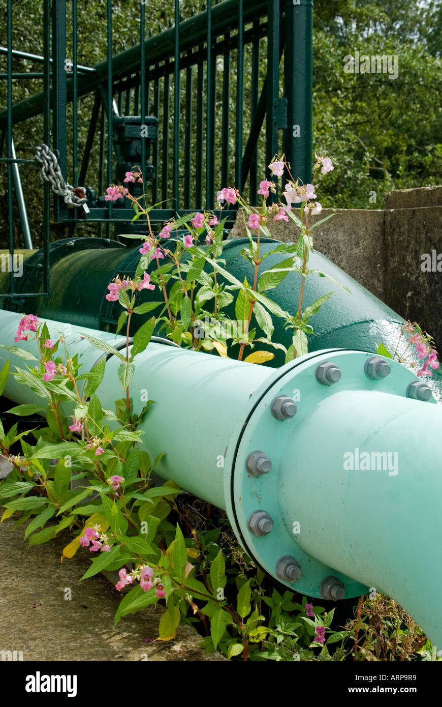 Impatiens glandulifera river hi-res stock photography and images - Alamy