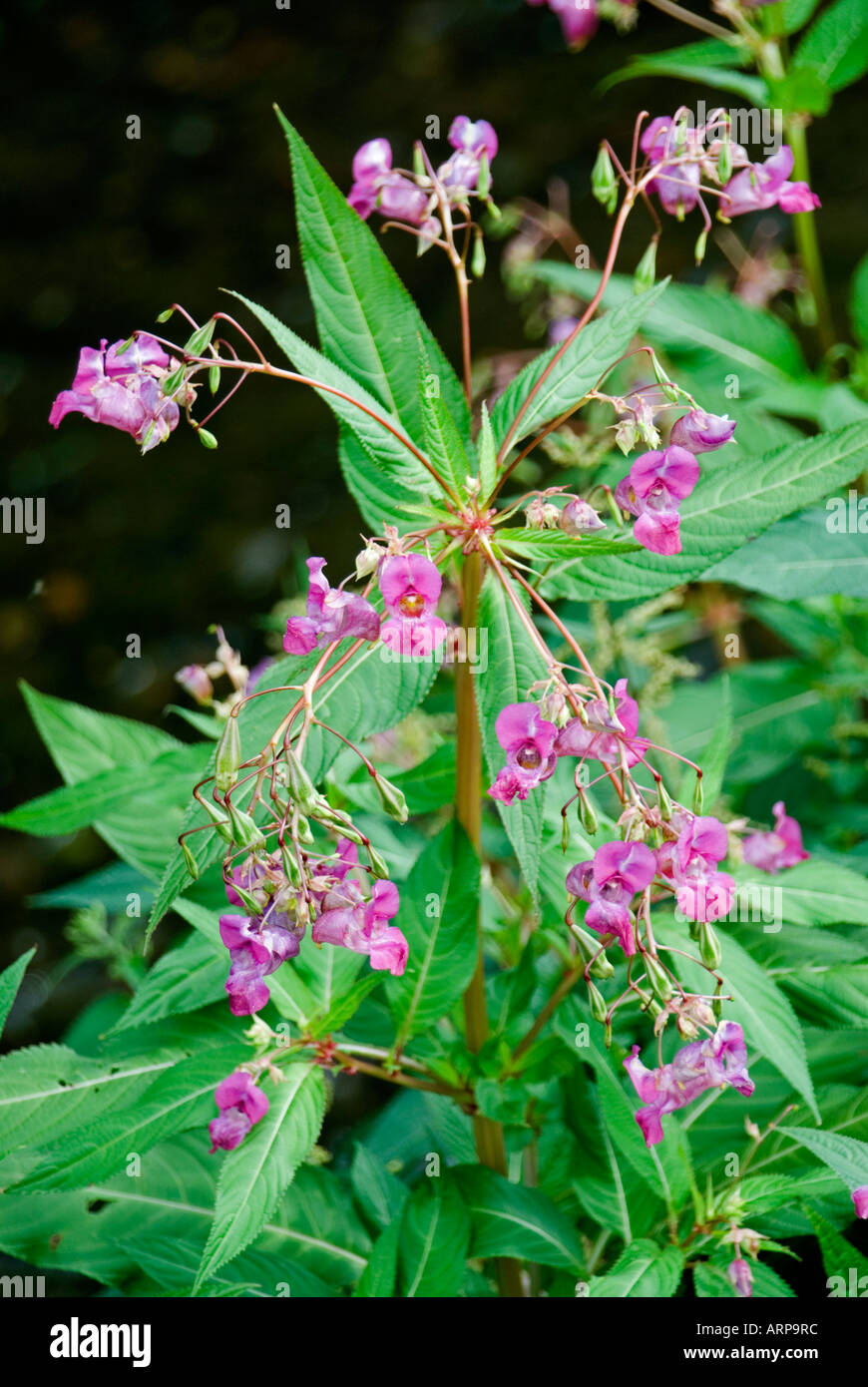 Himalayan Balsam (Impatiens glandulifera) River Mole Surrey England ...