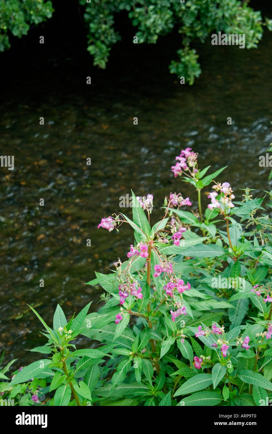 Himalayan Balsam (Impatiens glandulifera) River Mole Surrey England ...