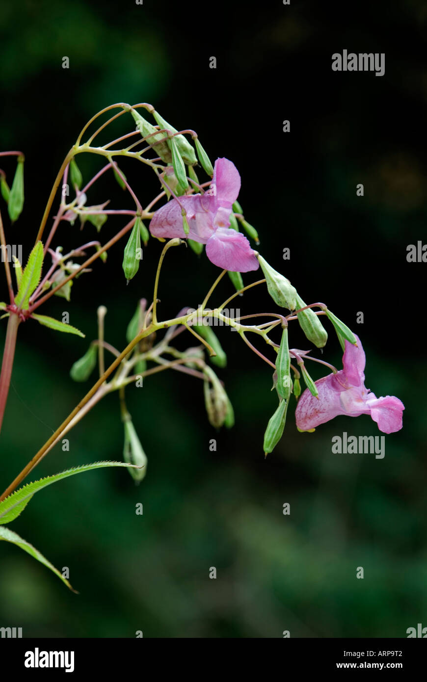 Himalayan balsam seed pods hi-res stock photography and images - Alamy