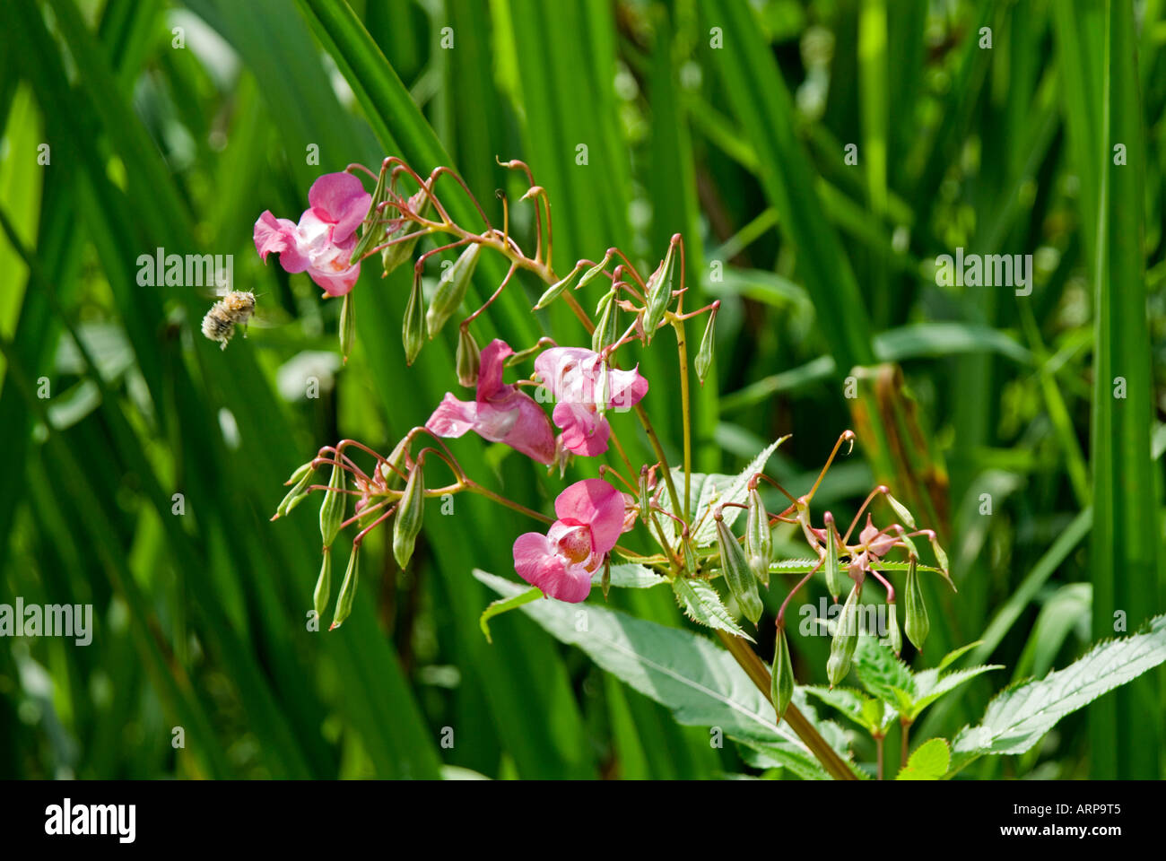 Himalayan balsam seed pod hi-res stock photography and images - Alamy