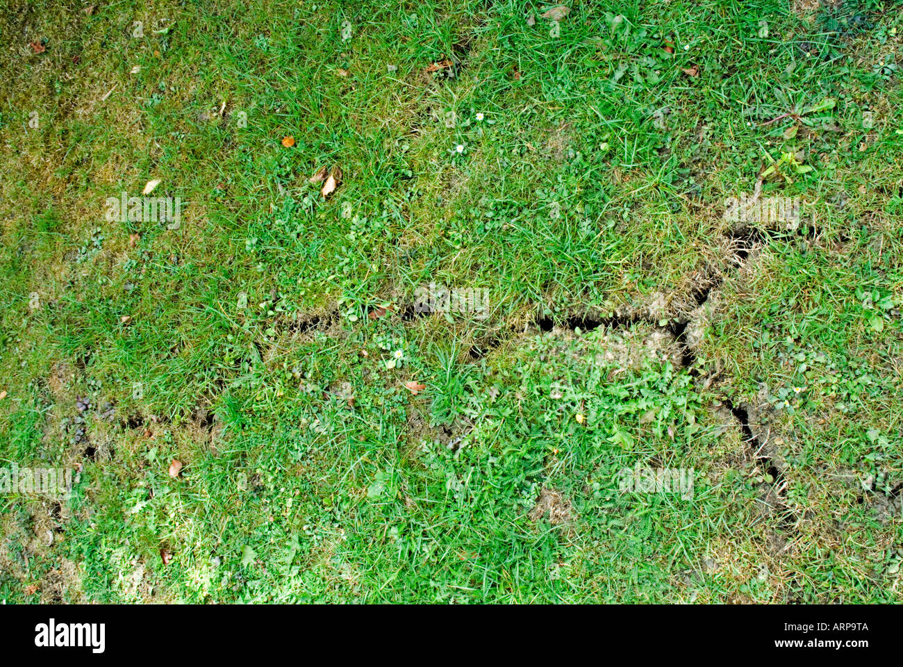 Drought: cracks in lawn, southern England 2006 Stock Photo - Alamy