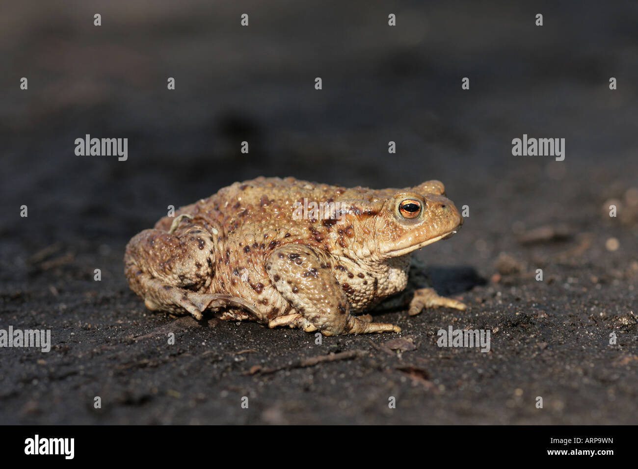 Common Toad Bufo bufo Stock Photo - Alamy