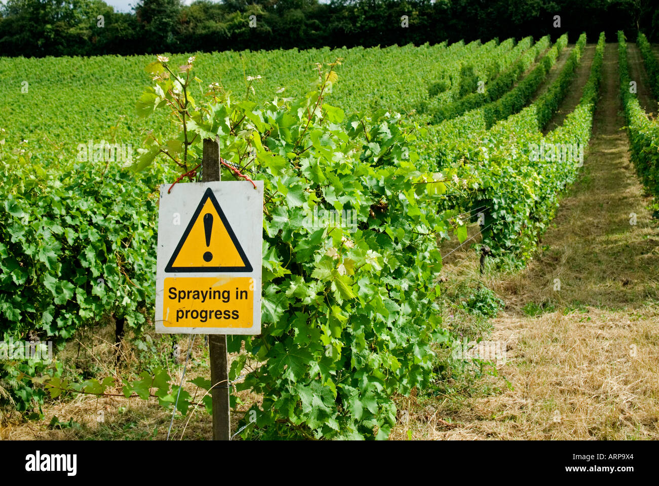 Insecticide spraying in English Vineyard Stock Photo - Alamy