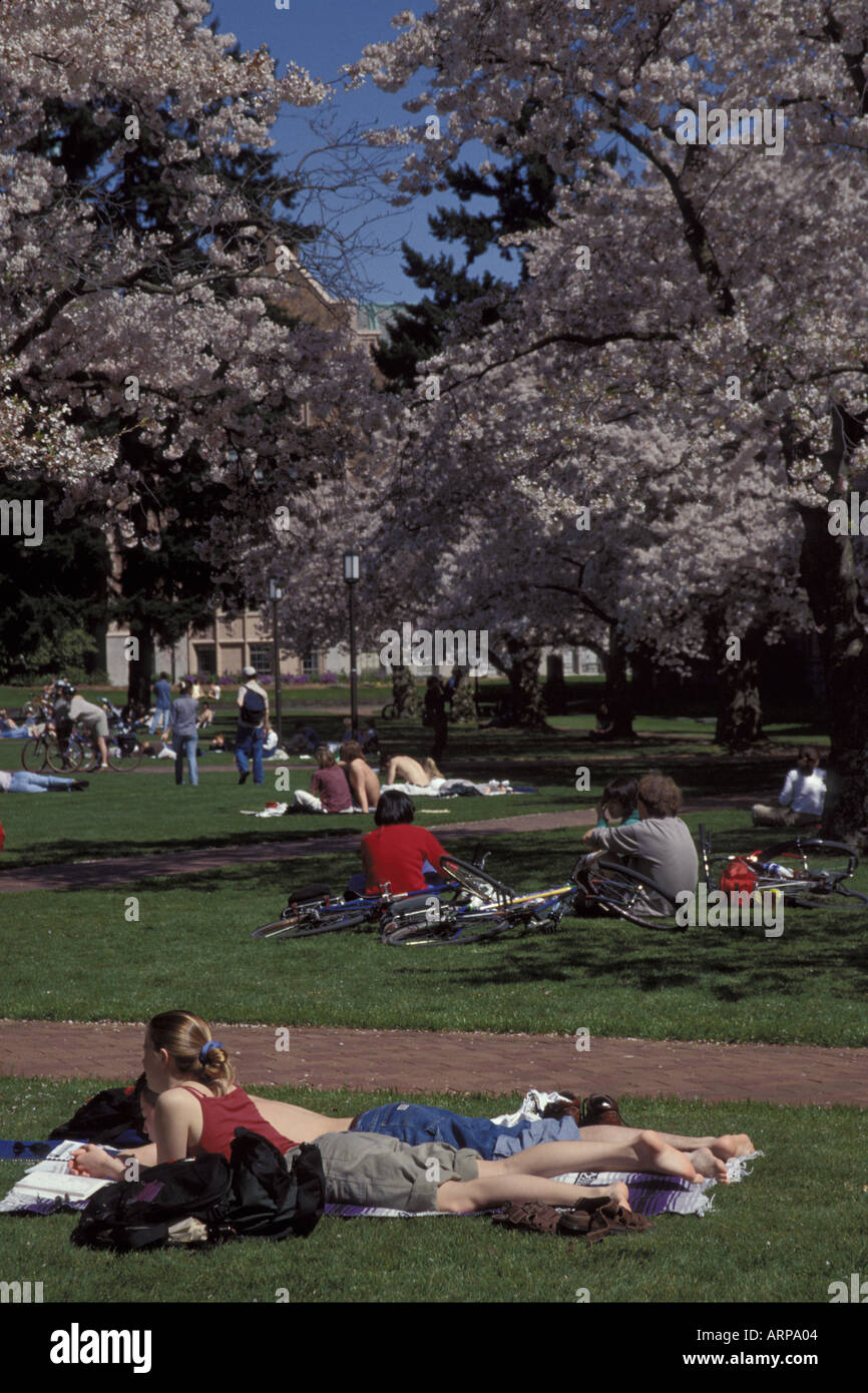 Uw cherry trees hi-res stock photography and images - Alamy
