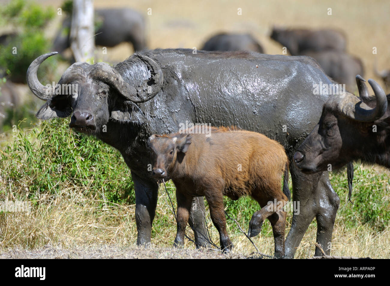 Buffalo cub,a cape buffalo cub with his mother,Masai Mara,Kenya Stock ...