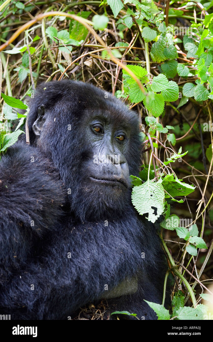 Mountain Gorilla Volcanoes National Park Rwanda Stock Photo - Alamy