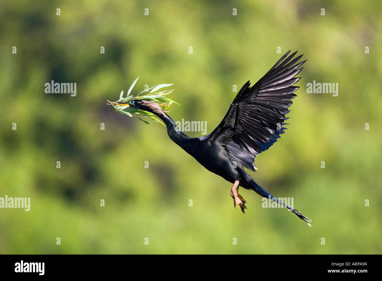 Anhinga or Snake Bird Stock Photo - Alamy