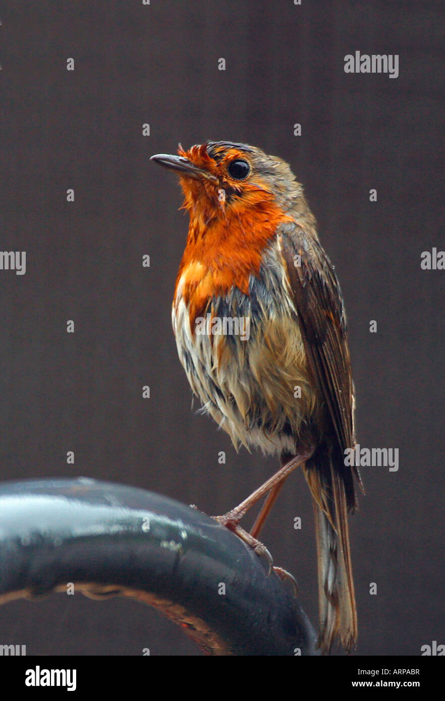 Wet robin bird hi-res stock photography and images - Alamy