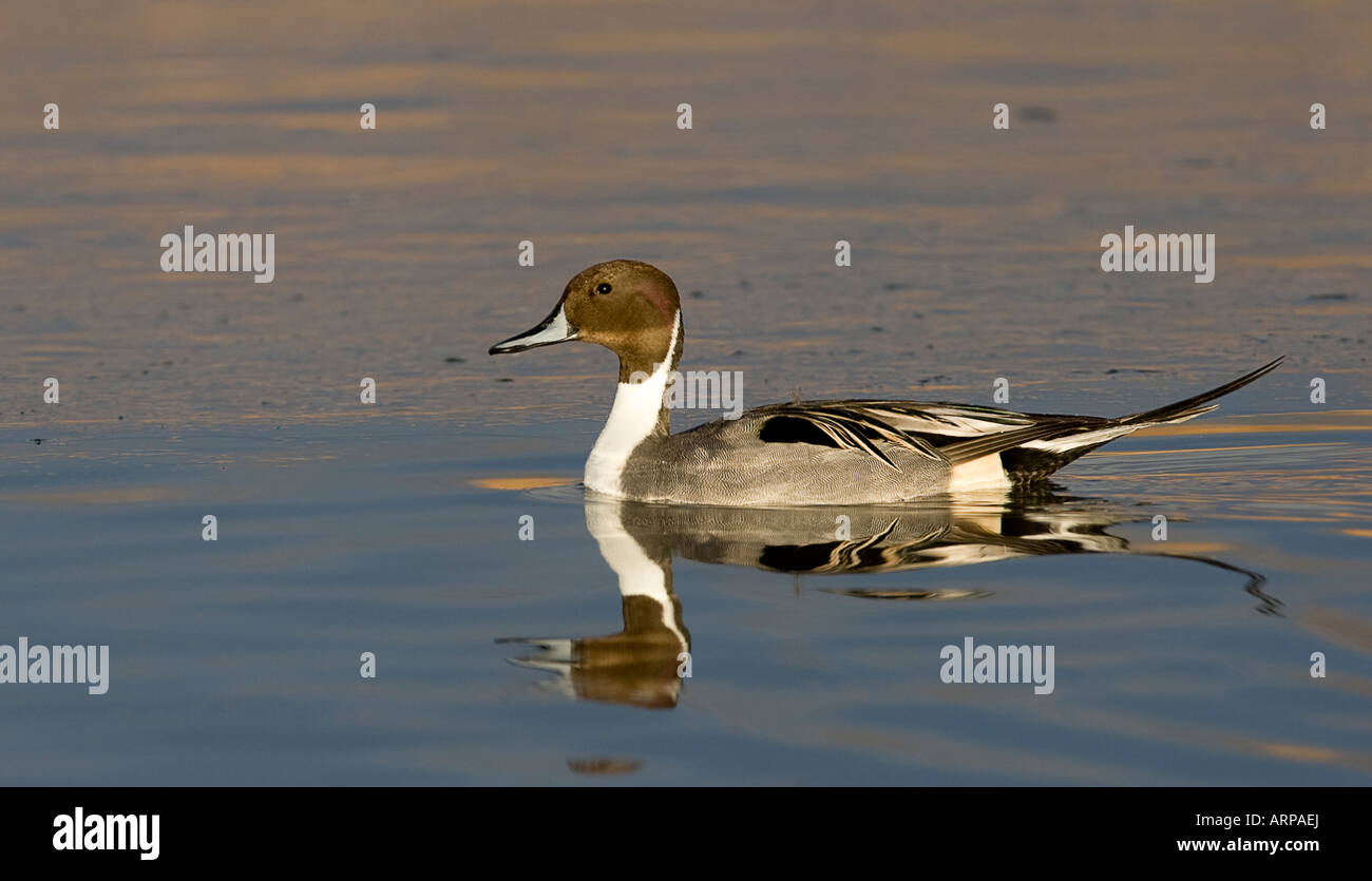 Pintail duck bosque del apache new mexico hi-res stock photography and ...