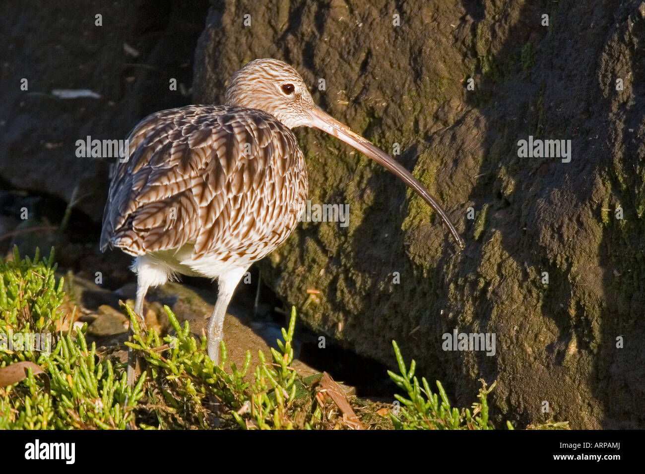Eurasian Curlew (Numenius arquata Stock Photo - Alamy