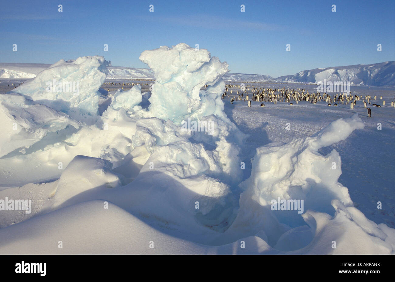 Emperor penguin Kaiserpinguin Aptenodytes forsteri Stock Photo - Alamy