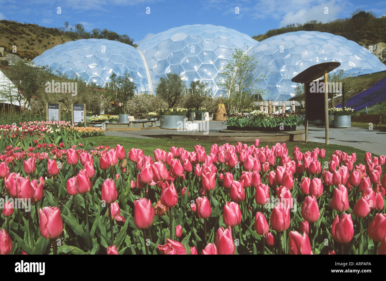 Spring flowers eden project hi-res stock photography and images - Alamy