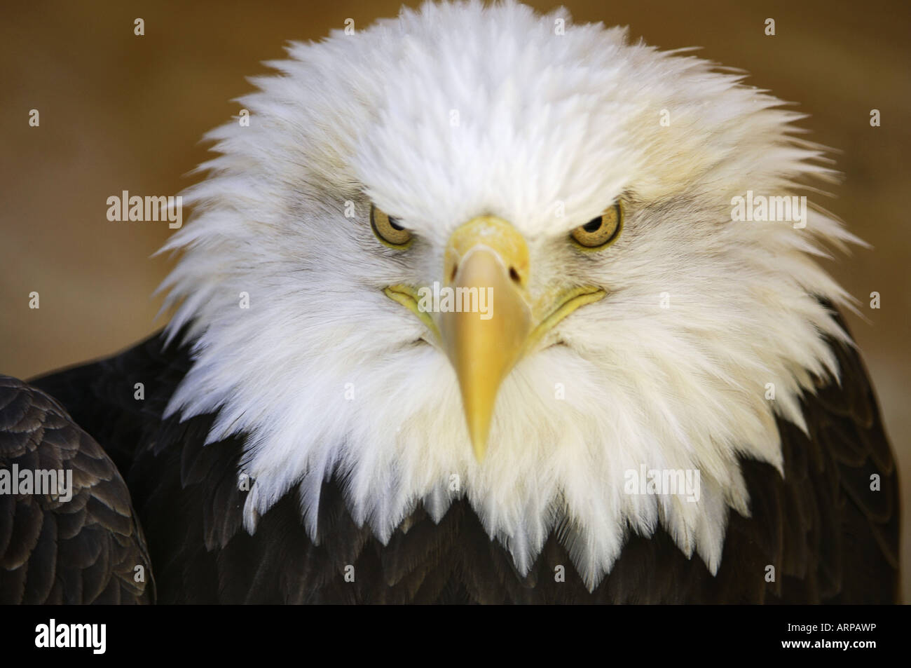 Justice eagle hi-res stock photography and images - Alamy