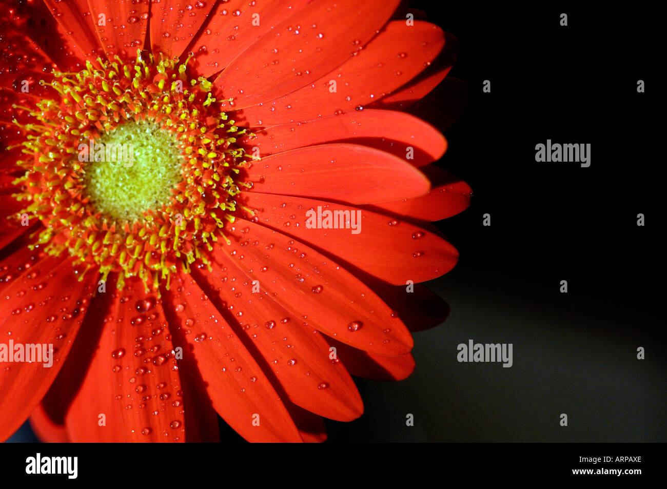 A Close Up Landscape Photograph of a Red Germini Gerbera Barberton ...