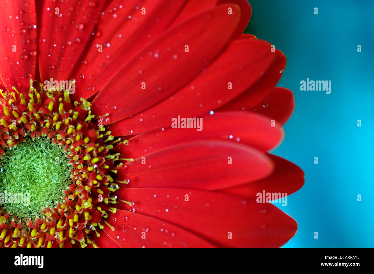Gerbera germini flower hi-res stock photography and images - Alamy