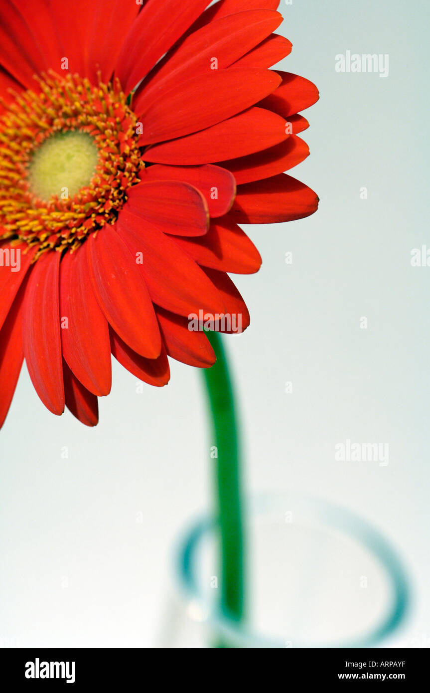 A Red Germini Gerbera Barberton Daisy Standing in a Bud Vase Stock ...