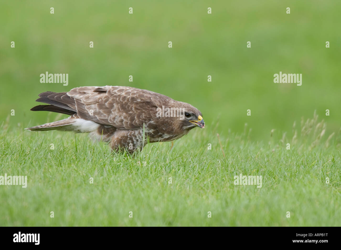 Buzzard wales hi-res stock photography and images - Alamy