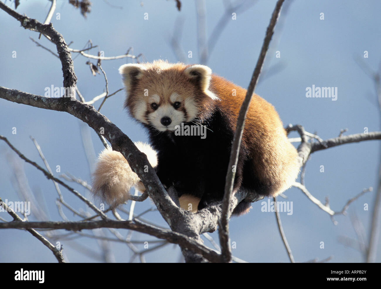 Red Panda Panda Centre Wolong Valley Himalaya China Stock Photo - Alamy