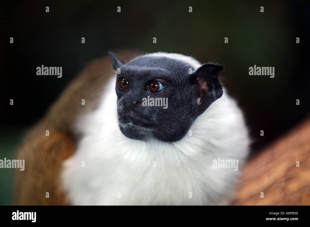 Pied Bare Faced Tamarin SAGUINUS BICOLOR BICOLOR Stock Photo - Alamy