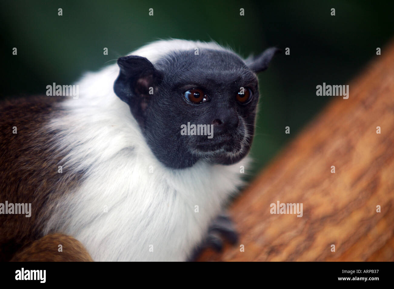Pied Bare Faced Tamarin SAGUINUS BICOLOR BICOLOR Stock Photo - Alamy