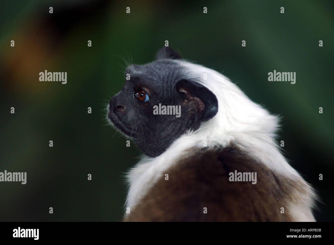 Pied Bare Faced Tamarin SAGUINUS BICOLOR BICOLOR Stock Photo - Alamy