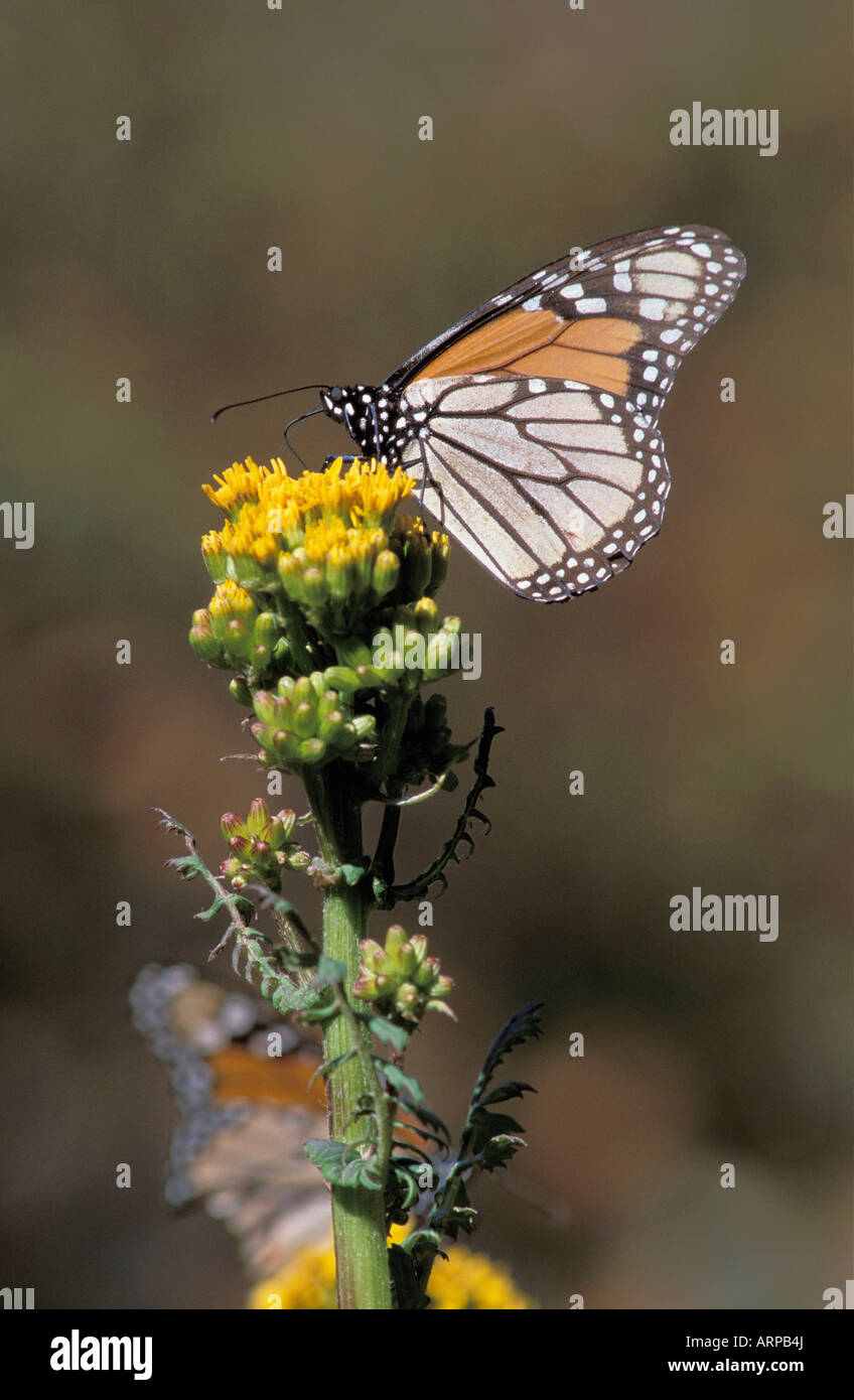 Monarch Butterfly, Mexico Stock Photo - Alamy