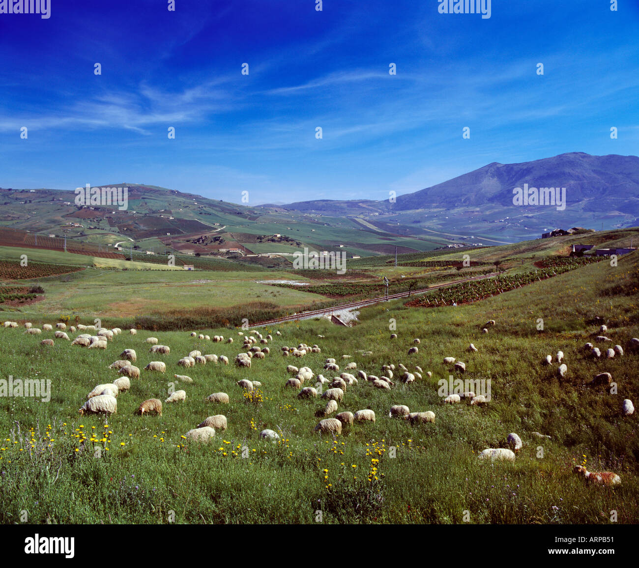 Sheep grazing in the hills near Calatafimi Trapani province Sicily DOC ...