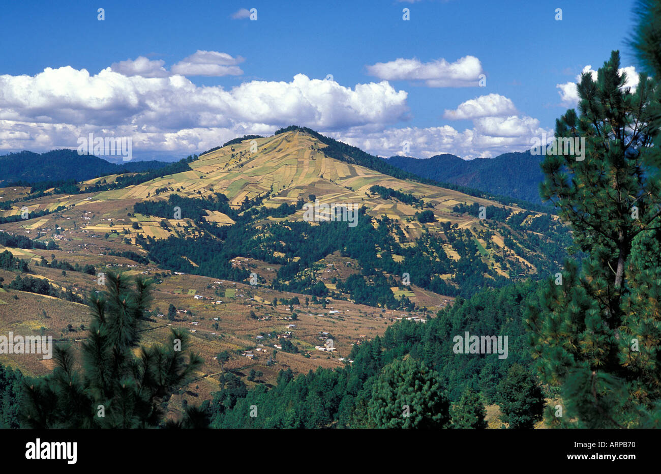 Agricultural fields Maya community a maize planted and partially ...