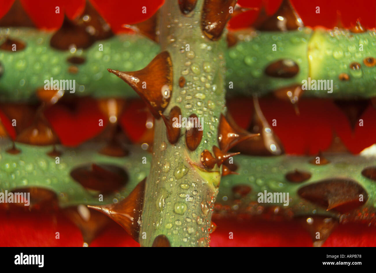 Rose stems with thorns hi-res stock photography and images - Alamy