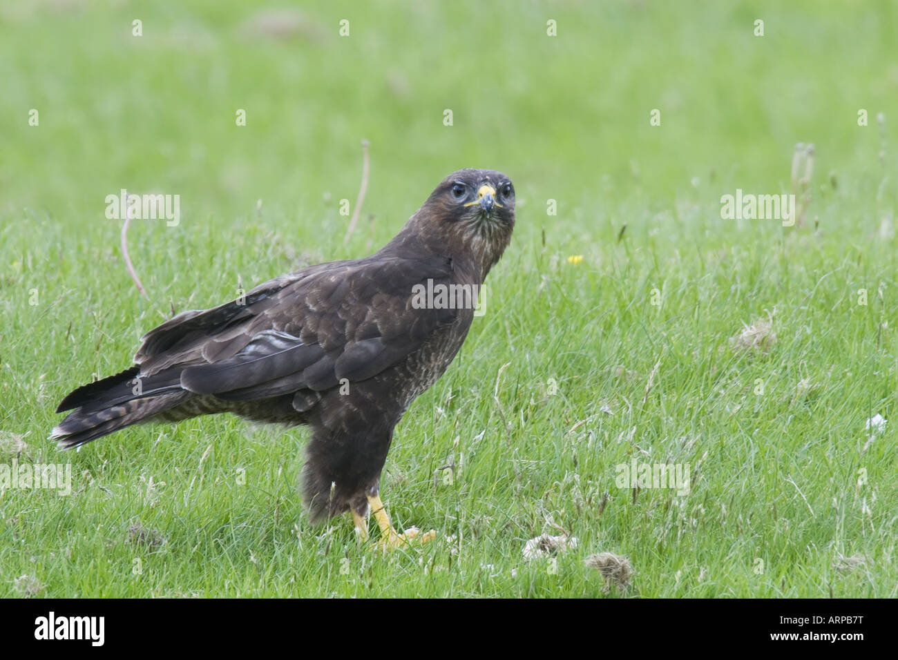 British raptor hi-res stock photography and images - Alamy