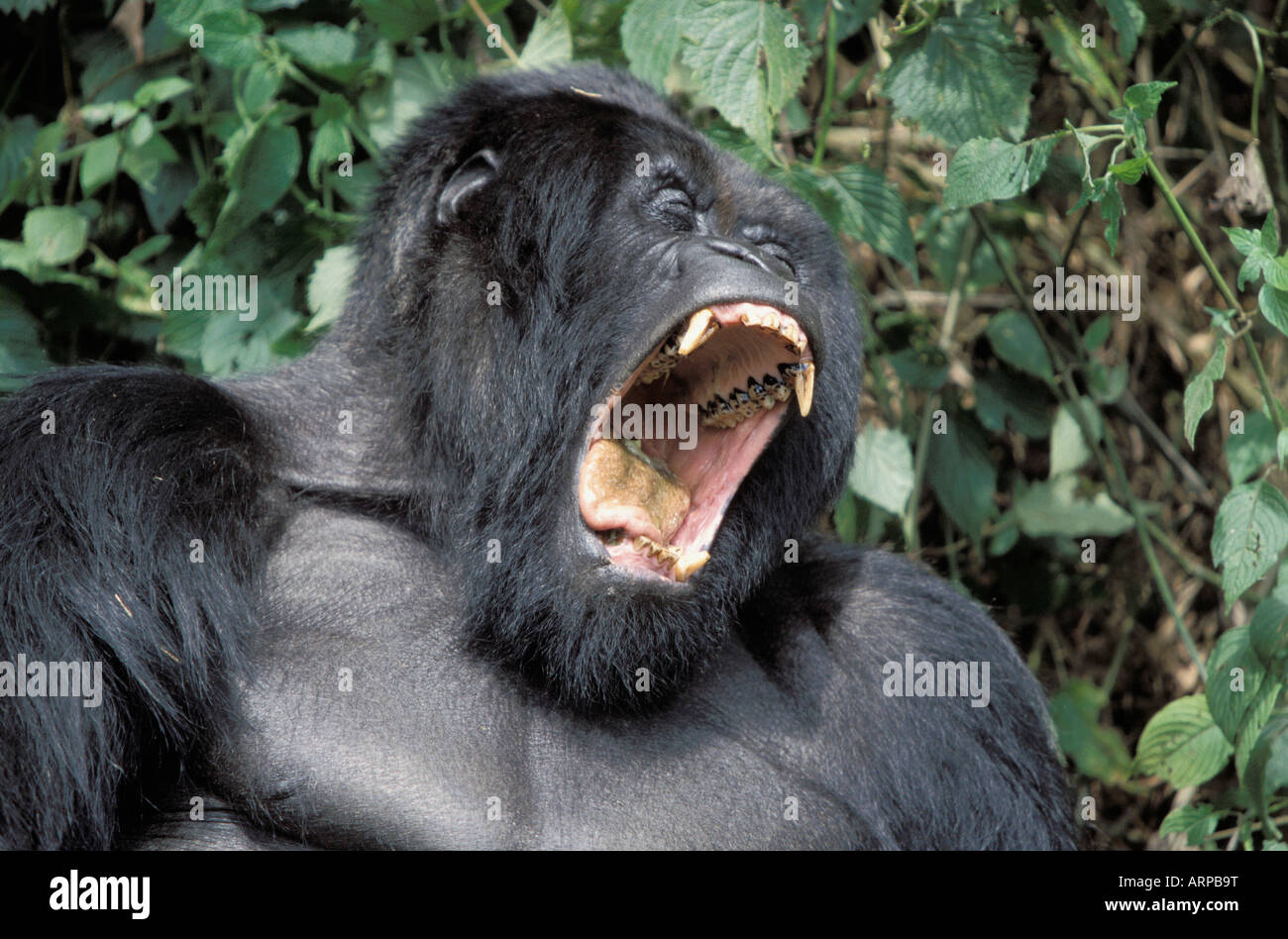 Gorilla Canine Teeth