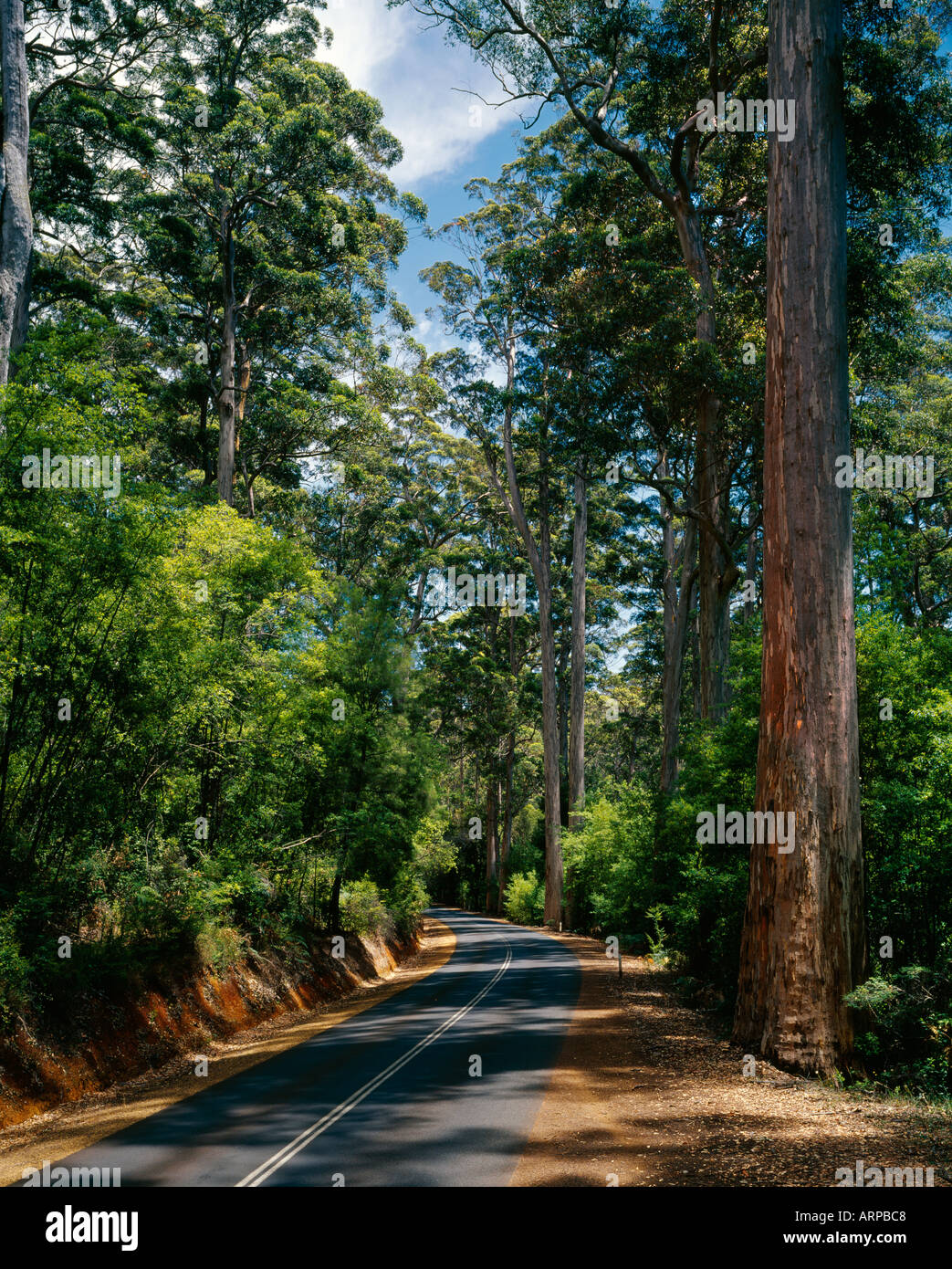Pemberton western australia karri hi-res stock photography and images ...