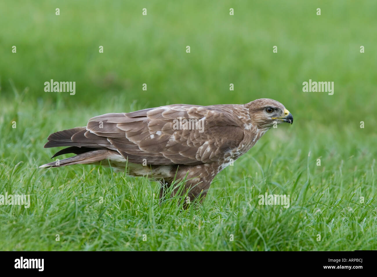Buzzard uk fence hi-res stock photography and images - Alamy