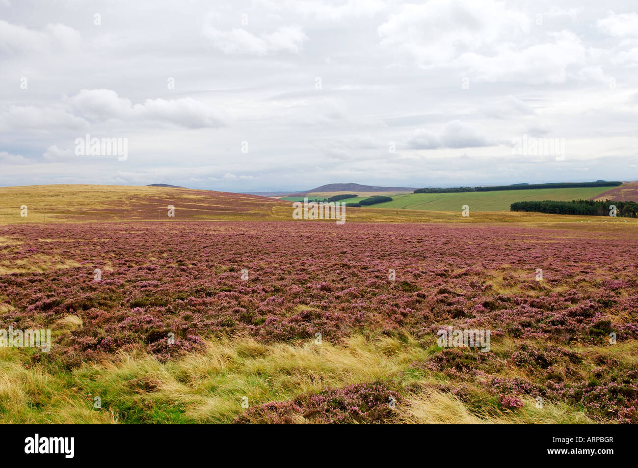 Heather moorland near Longformacus in the Lammermuir Hills southeast of ...